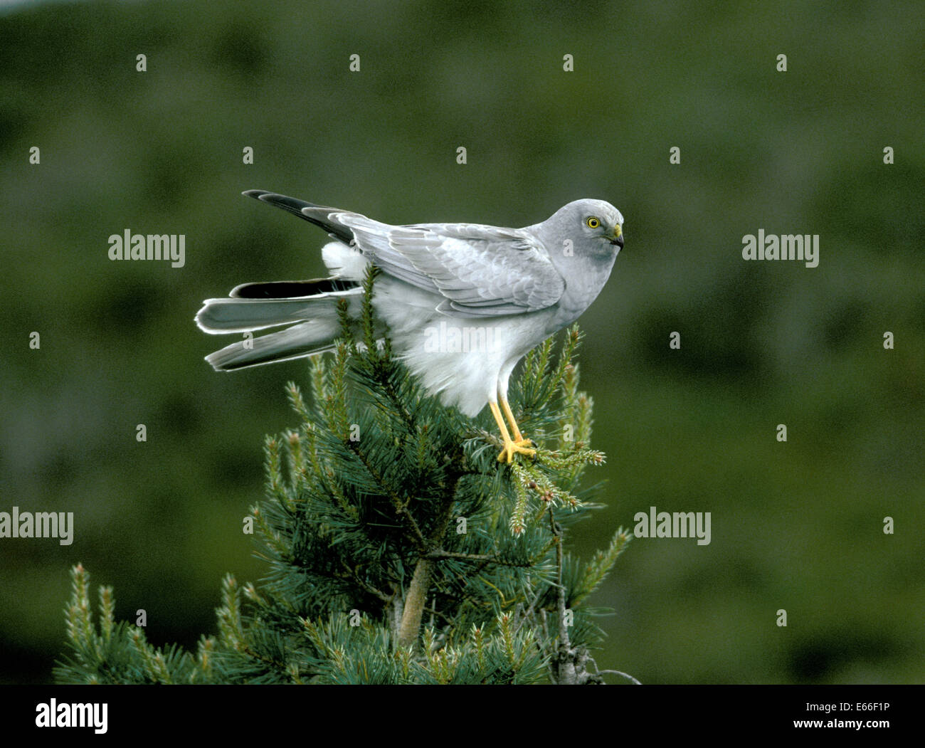 Hen harrier - Circus cyaneus - male Stock Photo - Alamy