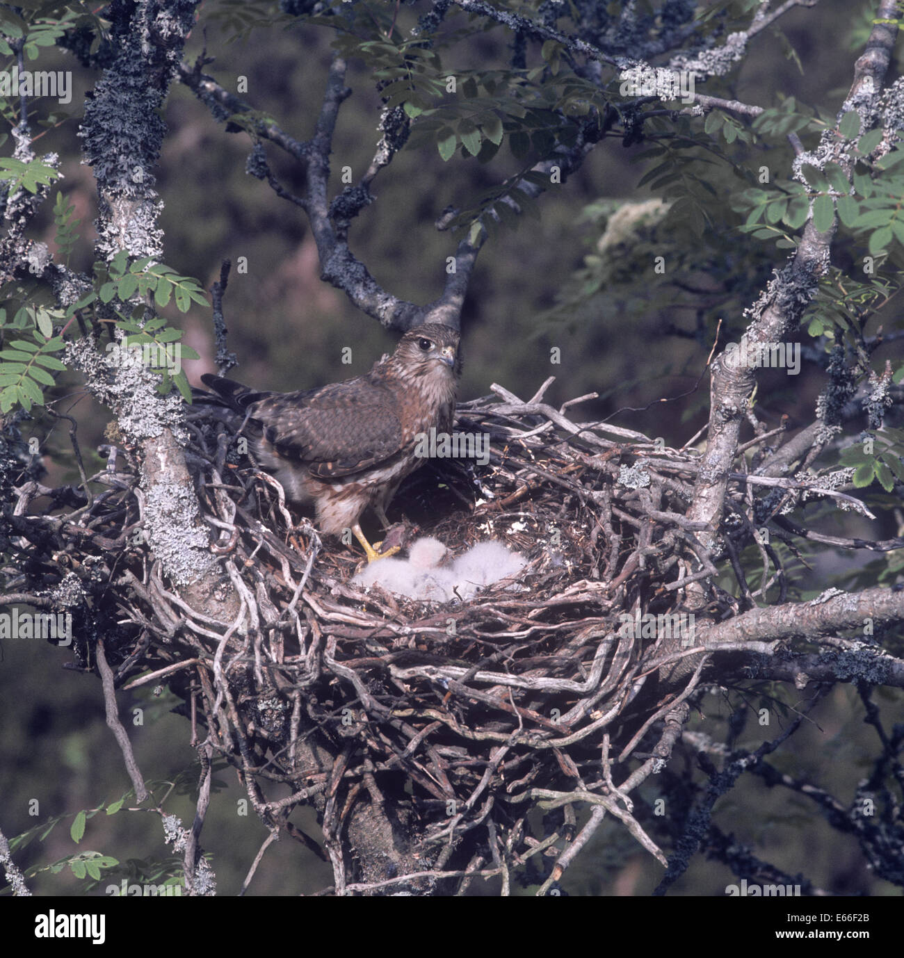 Merlin - Falco columbarius - at nest Stock Photo - Alamy