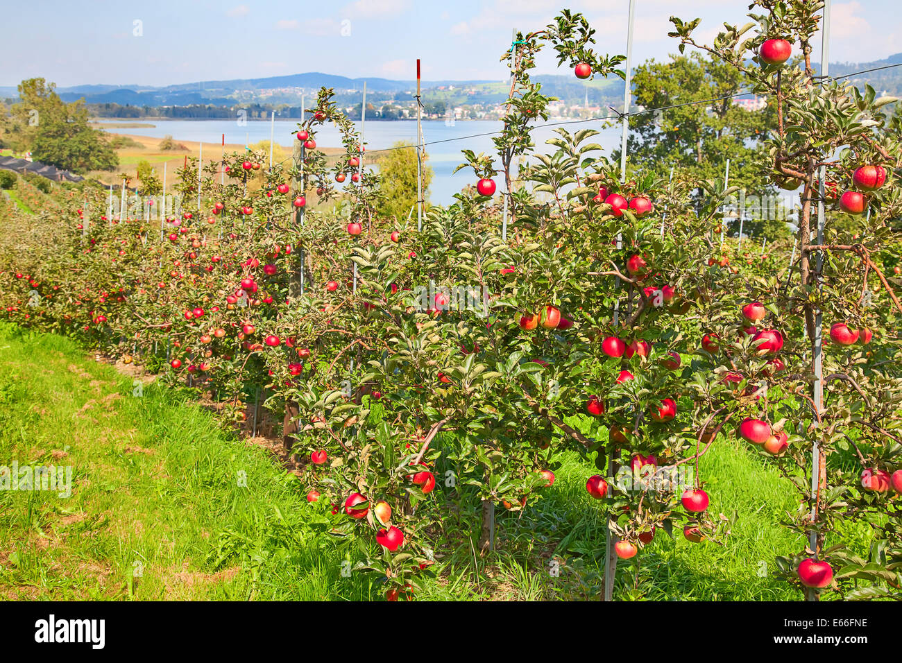 Apple garden full of riped red apples Stock Photo - Alamy