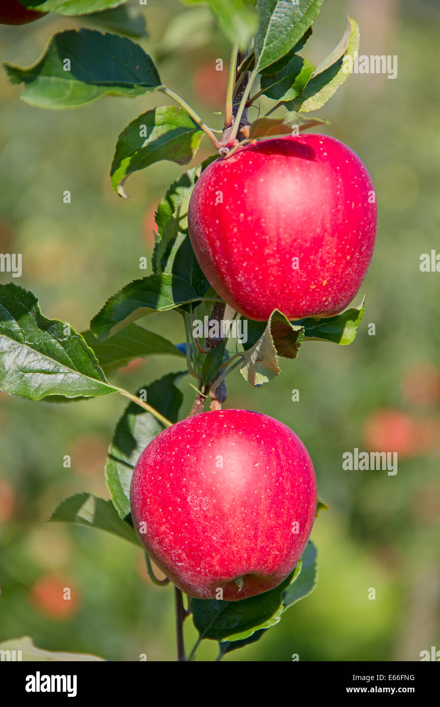 Apple garden full of riped red apples Stock Photo - Alamy