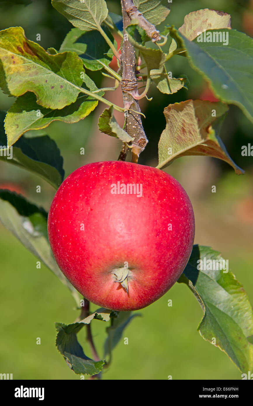 Apple garden full of riped red apples Stock Photo - Alamy