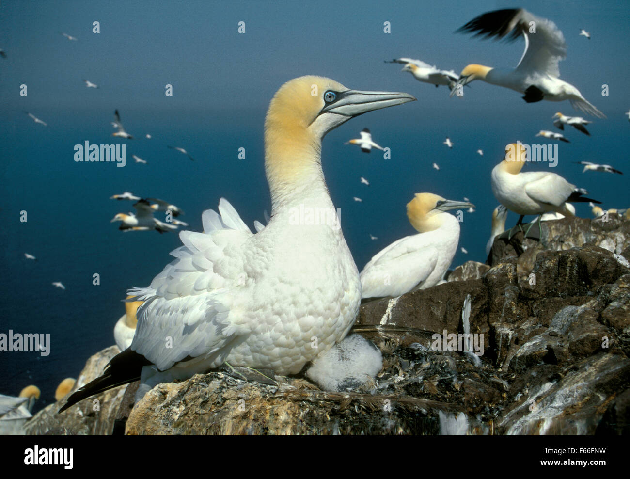 Adult gannet gannet colony hi-res stock photography and images - Alamy