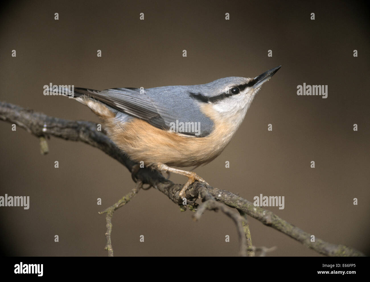 Nuthatch - Sitta europaea Stock Photo - Alamy