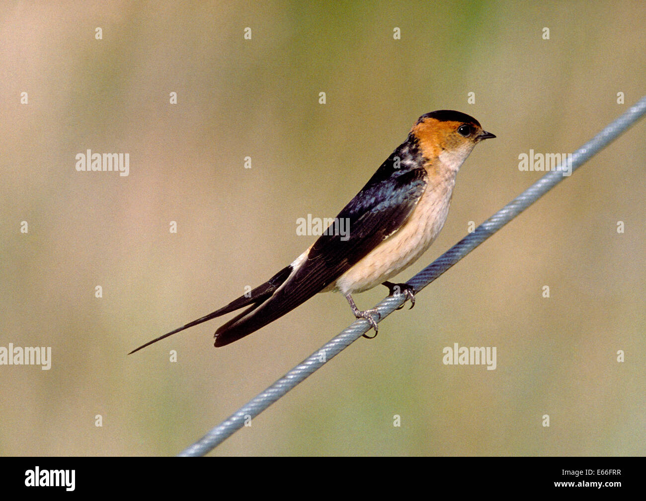 Red-rumped Swallow - Hirundo daurica Stock Photo - Alamy