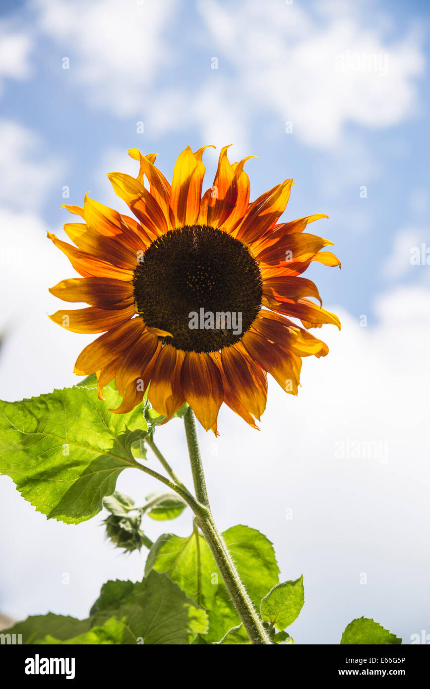 Sunflower 1 hi-res stock photography and images - Alamy