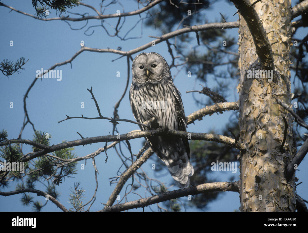 Ural owl strix uralensis hi-res stock photography and images - Alamy