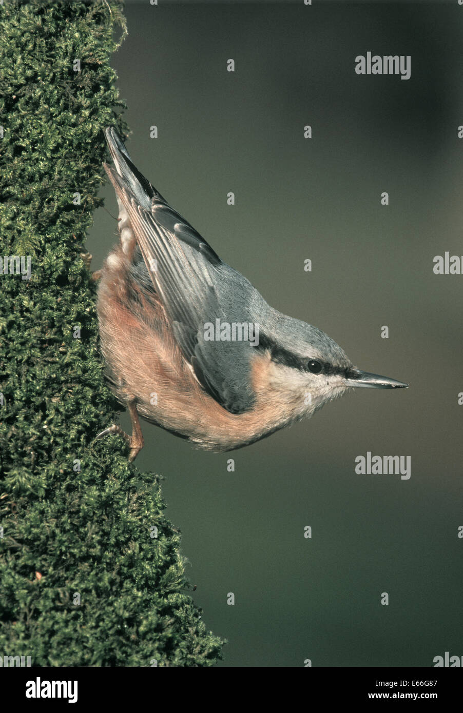 Nuthatch - Sitta europaea Stock Photo - Alamy