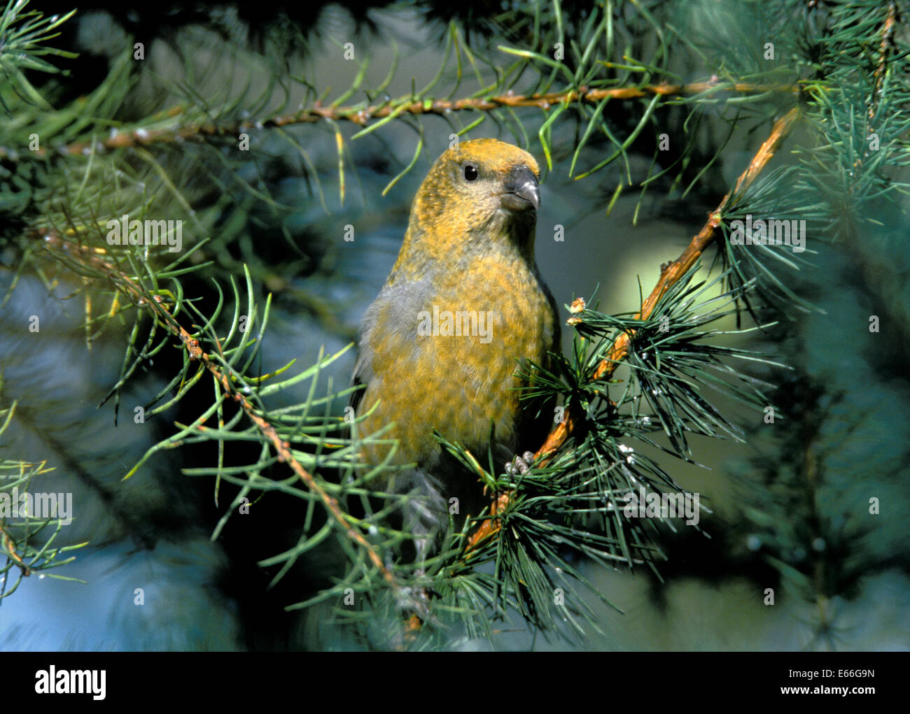 Crossbill tree hi-res stock photography and images - Alamy