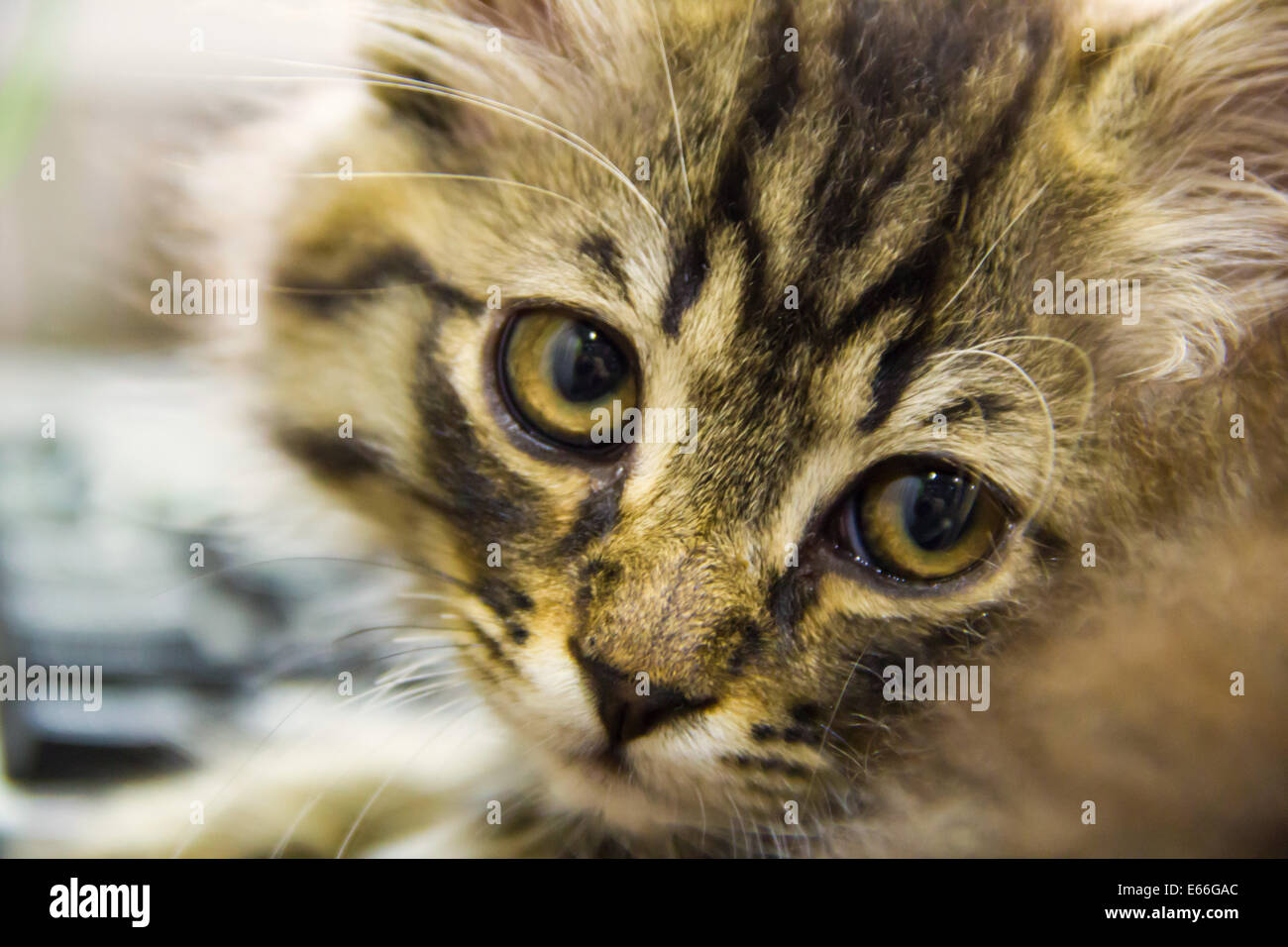 small tabby cat look at the day Stock Photo - Alamy