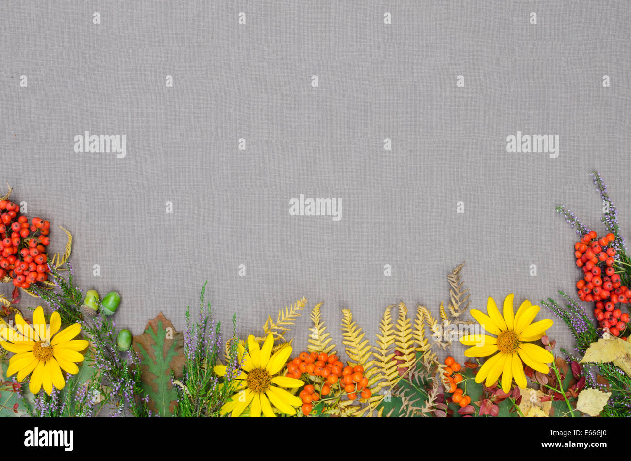 Forest frame hi-res stock photography and images - Alamy