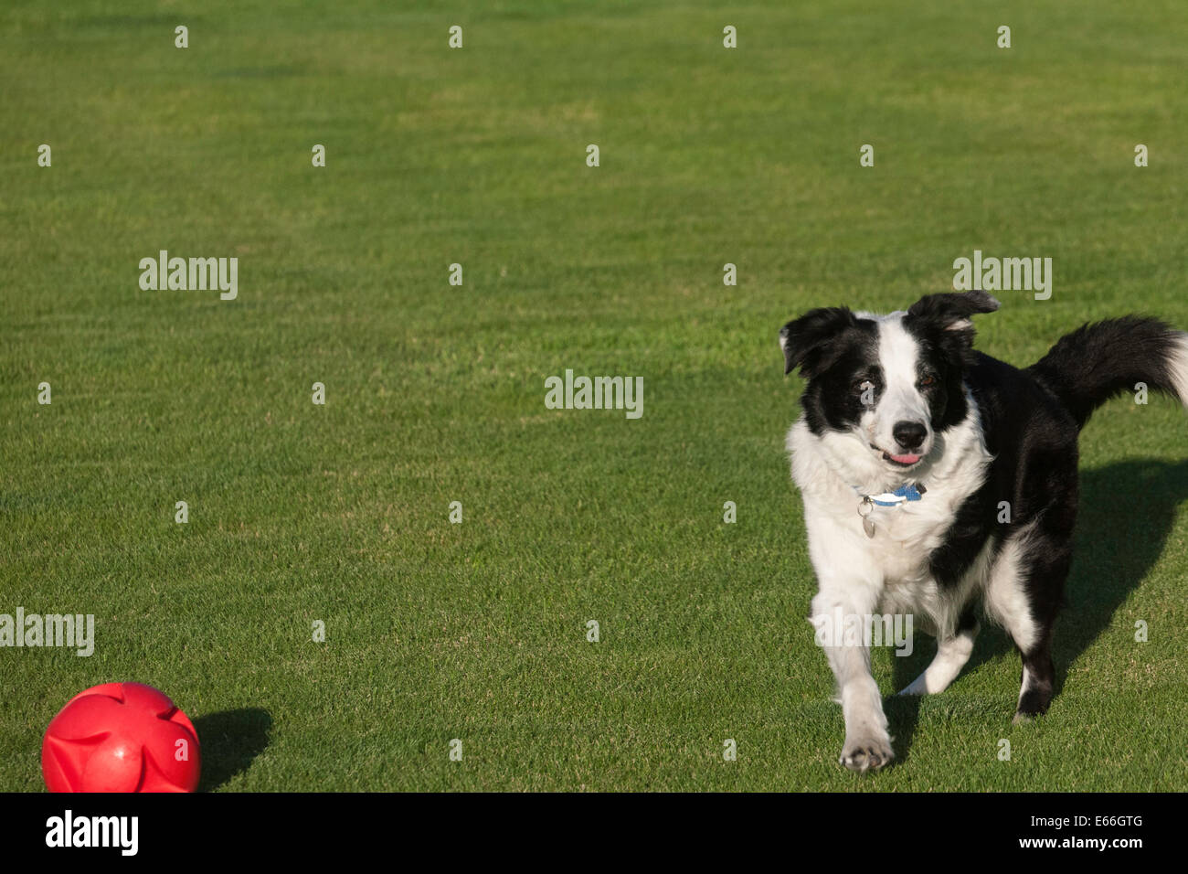Border Collie Dog with Red Ball Stock Photo - Alamy