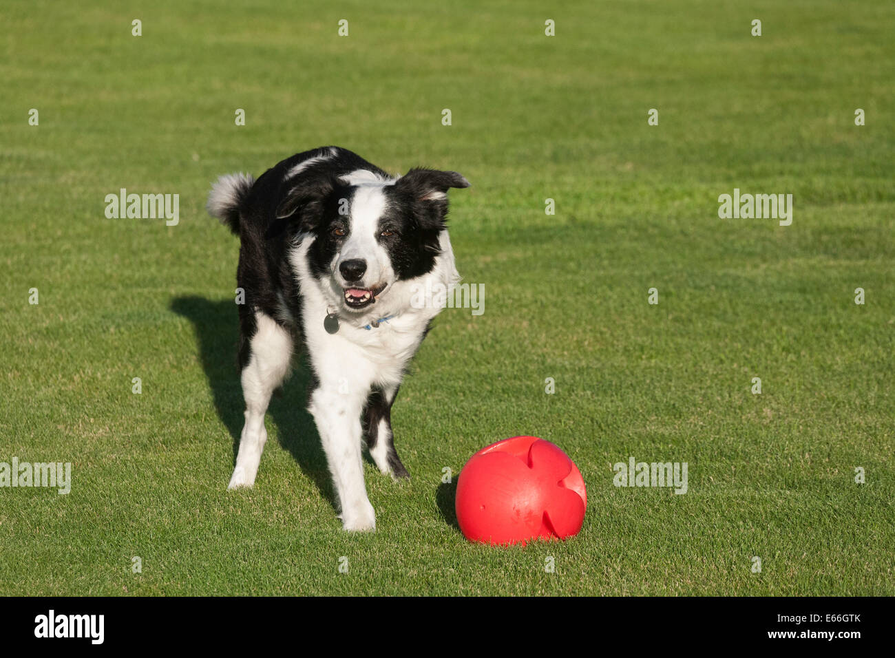 Border Collie Dog with Red Ball Stock Photo - Alamy