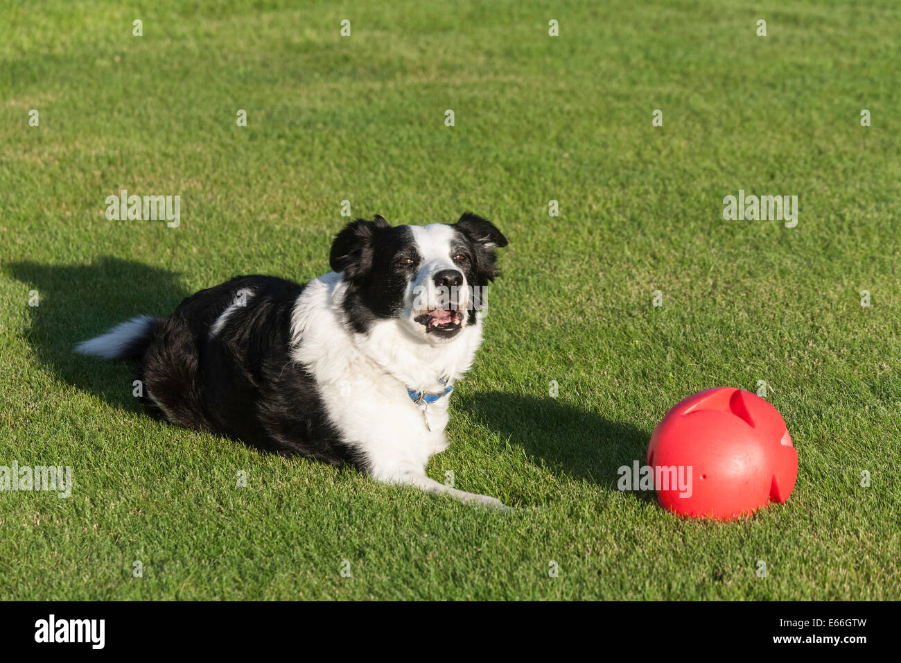 Border Collie Dog with Red Ball Stock Photo - Alamy