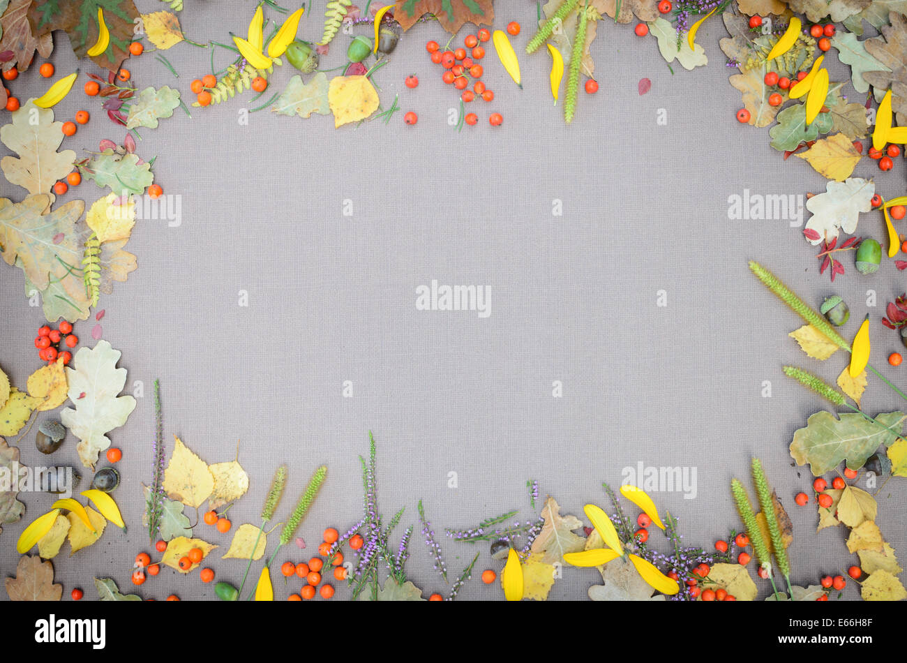 Forest frame hi-res stock photography and images - Alamy
