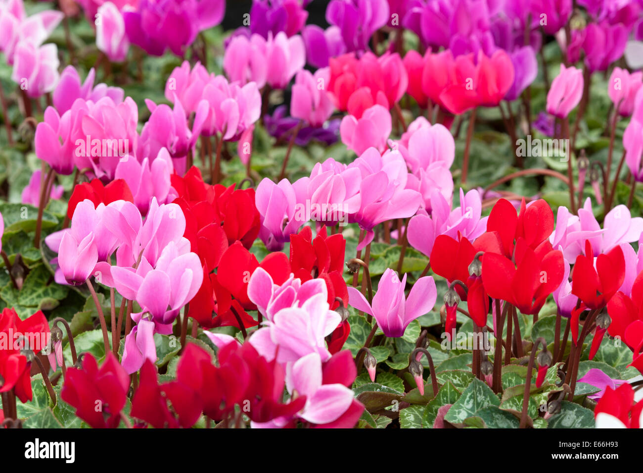 Drift of flowers hi-res stock photography and images - Alamy