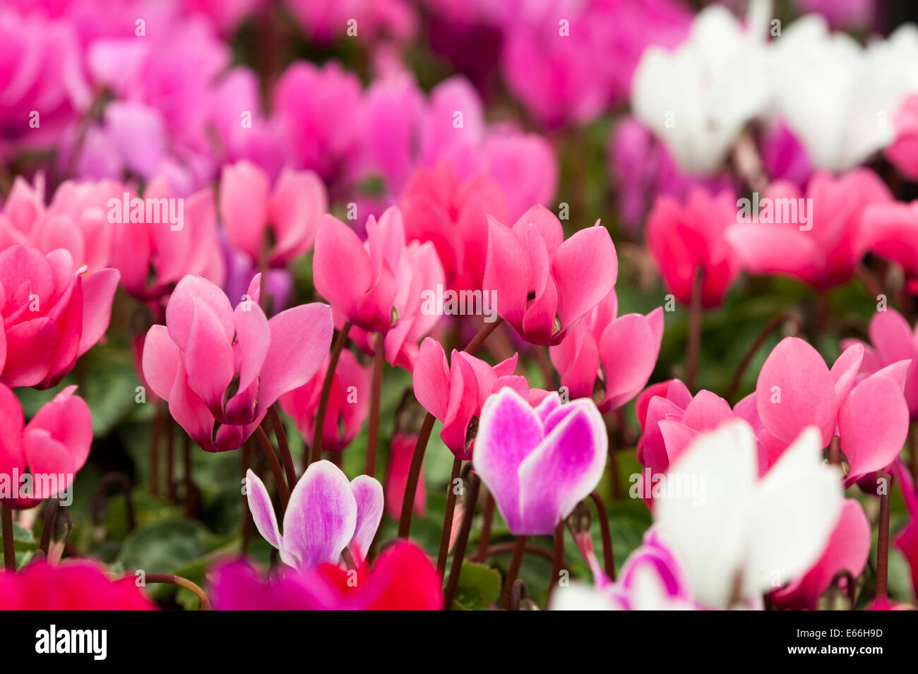 Magenta and white hi-res stock photography and images - Alamy