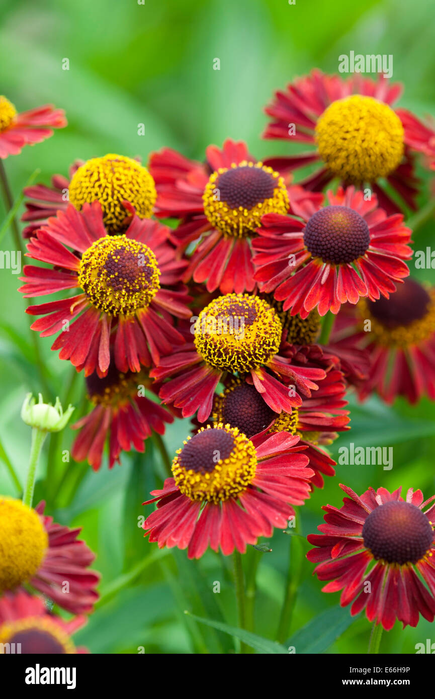 Ruby Tuesday High Resolution Stock Photography and Images - Alamy