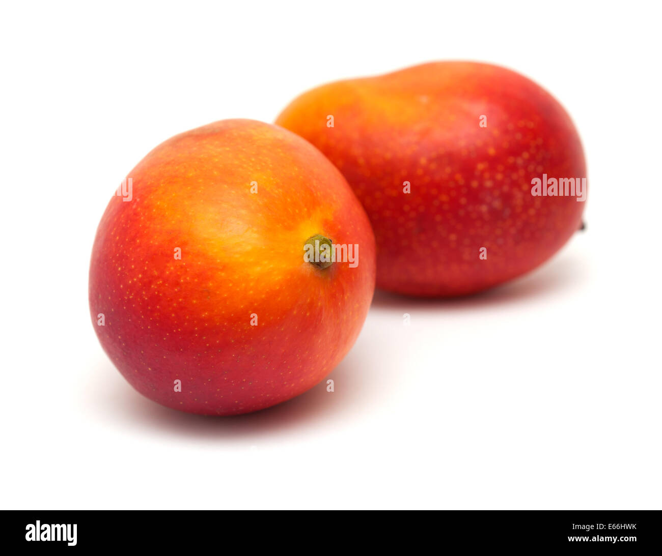Ripe mango tree Cut Out Stock Images & Pictures - Alamy
