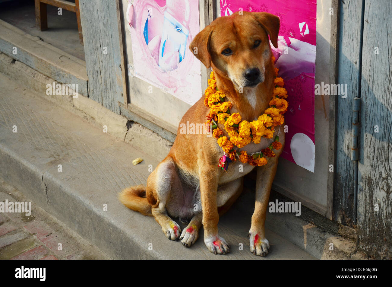 Tihar Deepawali festival It is a five-day-long Hindu festival ...
