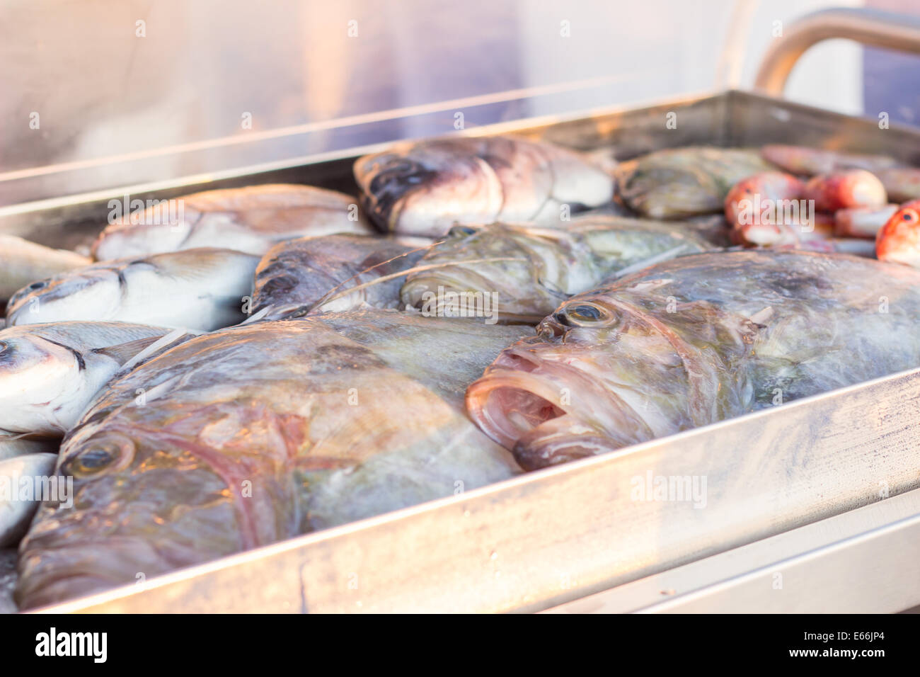 fresh fish shiny box container "display case Stock Photo - Alamy