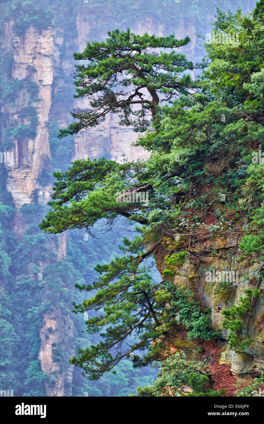 The Cliff Trees Stock Photo - Alamy