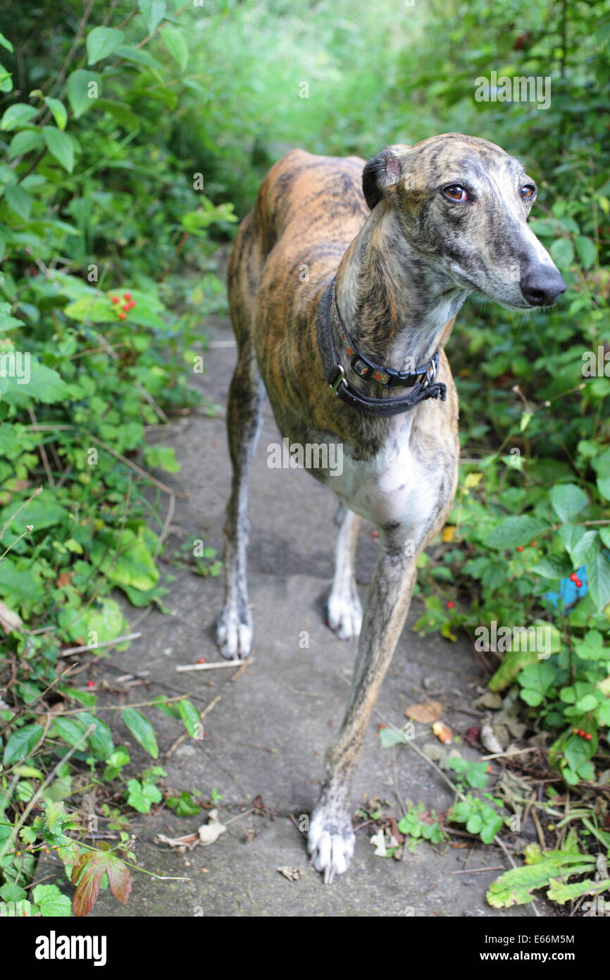 Three Legged Dog Stock Photo - Alamy