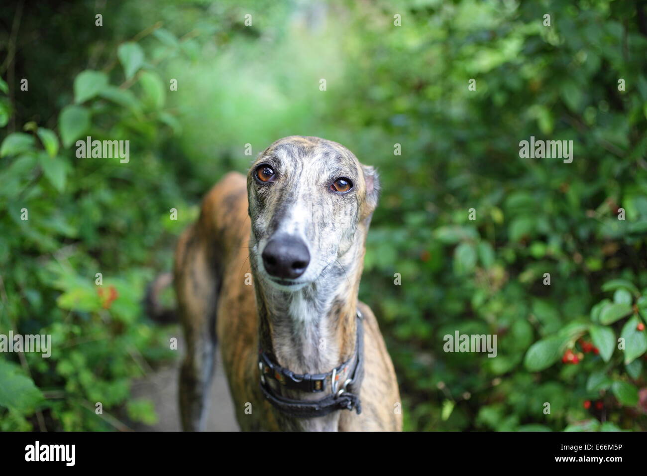 Greyhound looking hi-res stock photography and images - Alamy