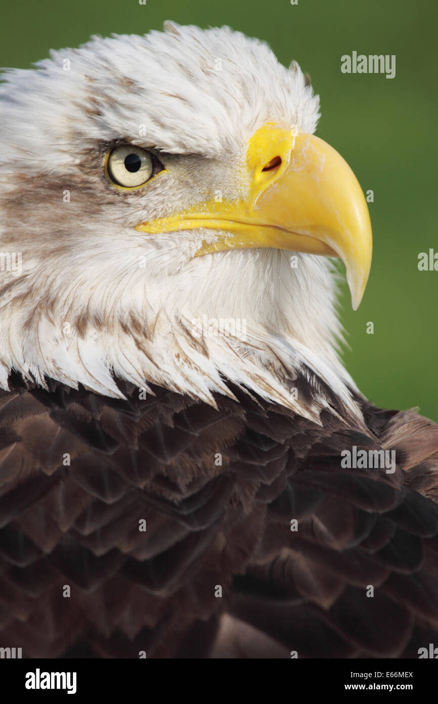 picture of a beautiful and wild bald eagle Stock Photo - Alamy