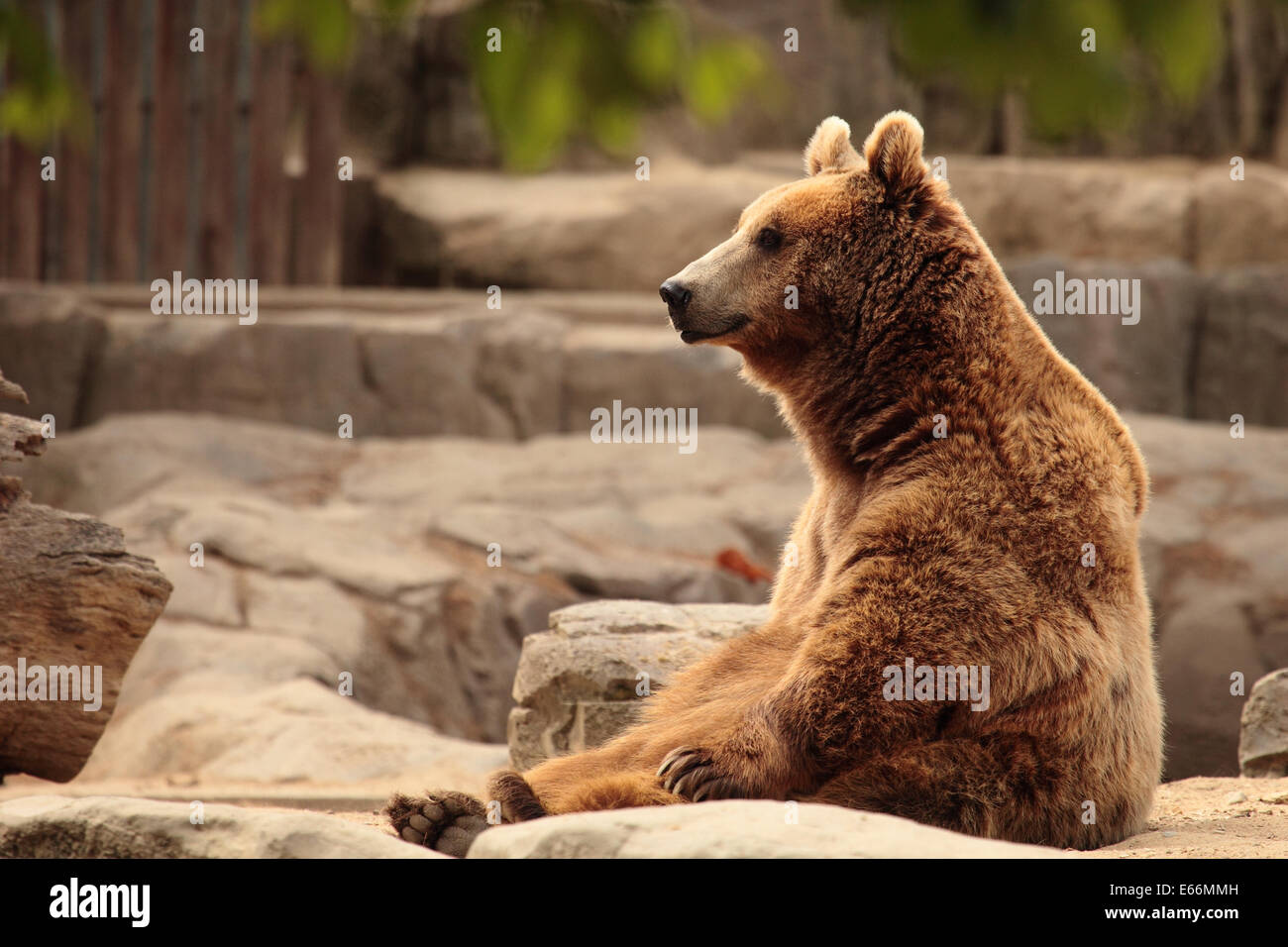 wild brown bear resting Stock Photo - Alamy