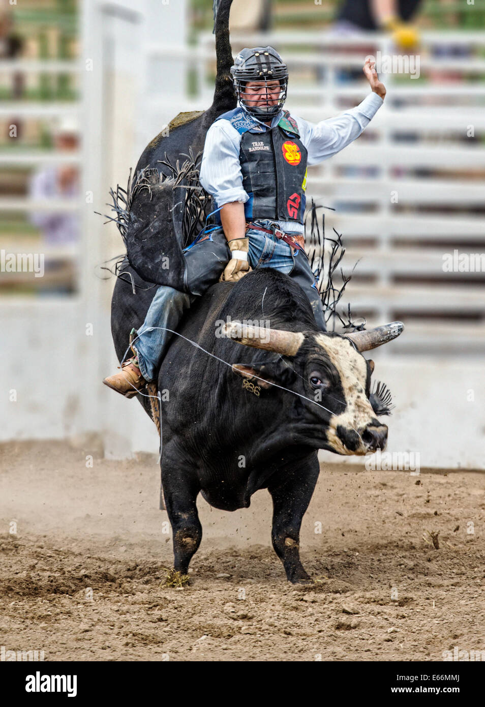 Cowboy riding a steer in the bull riding competition, Chaffee County ...