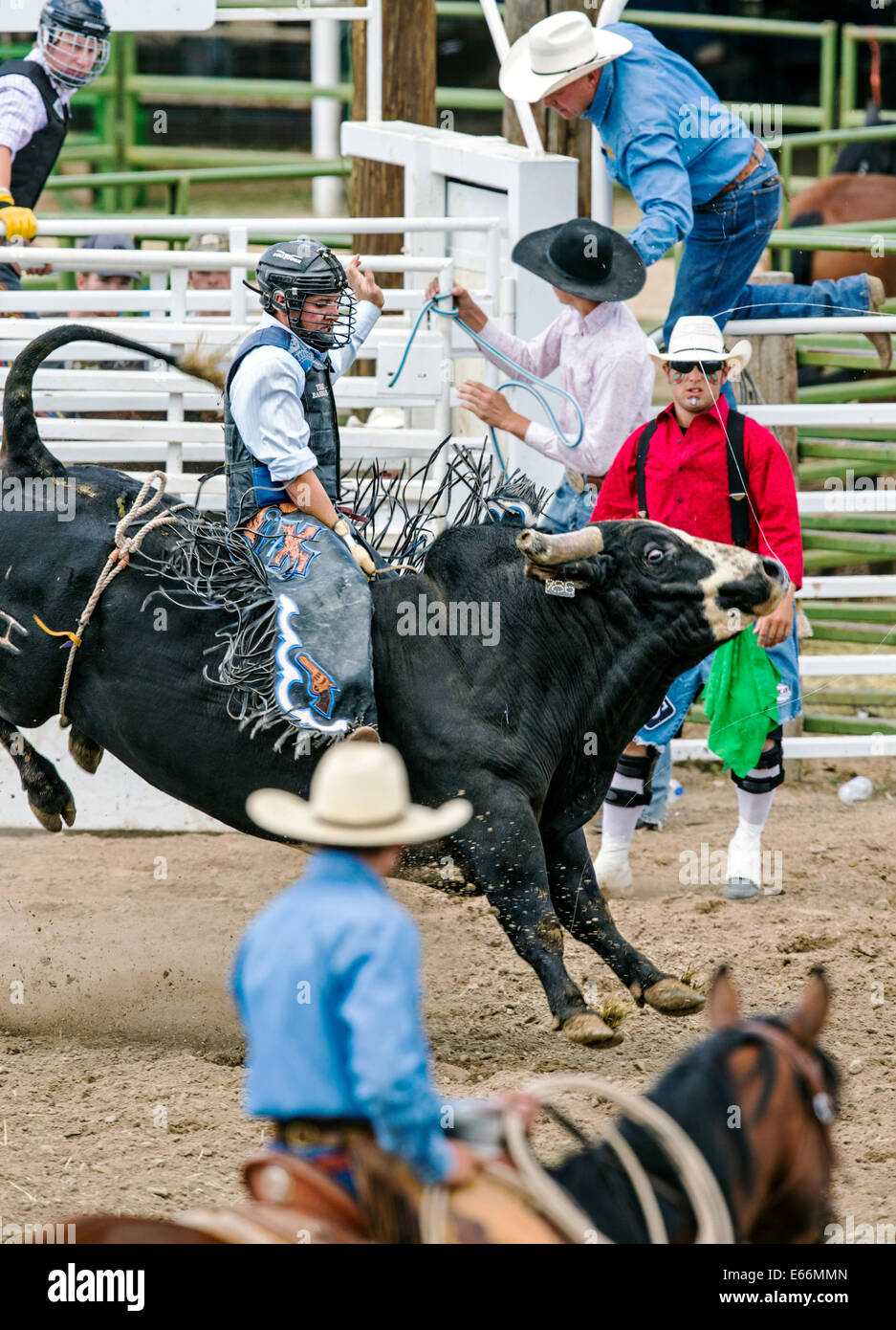 Cowboy riding bucking bull in rodeo High Resolution Stock Photography ...