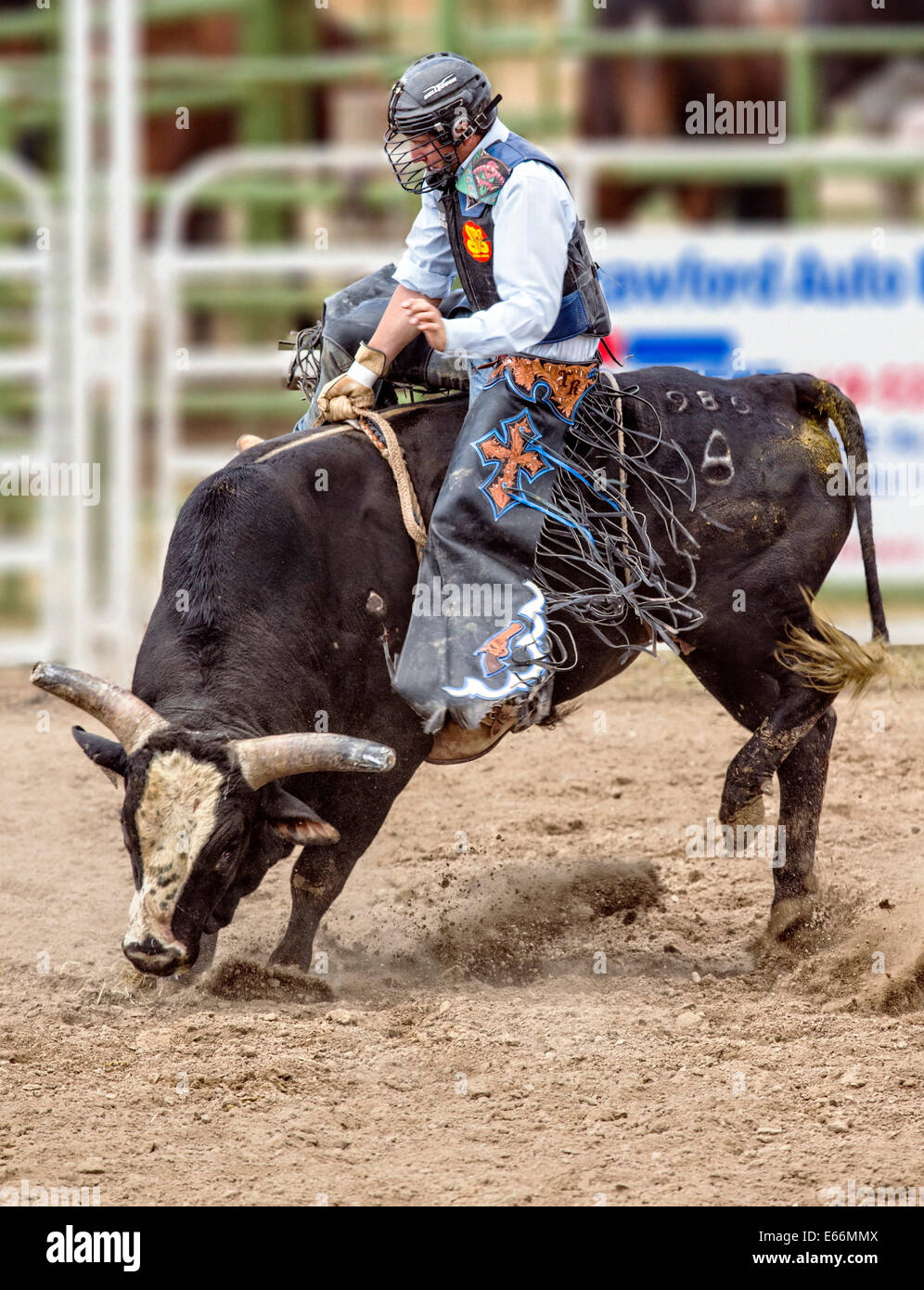 Cowboy riding a steer in the bull riding competition, Chaffee County ...