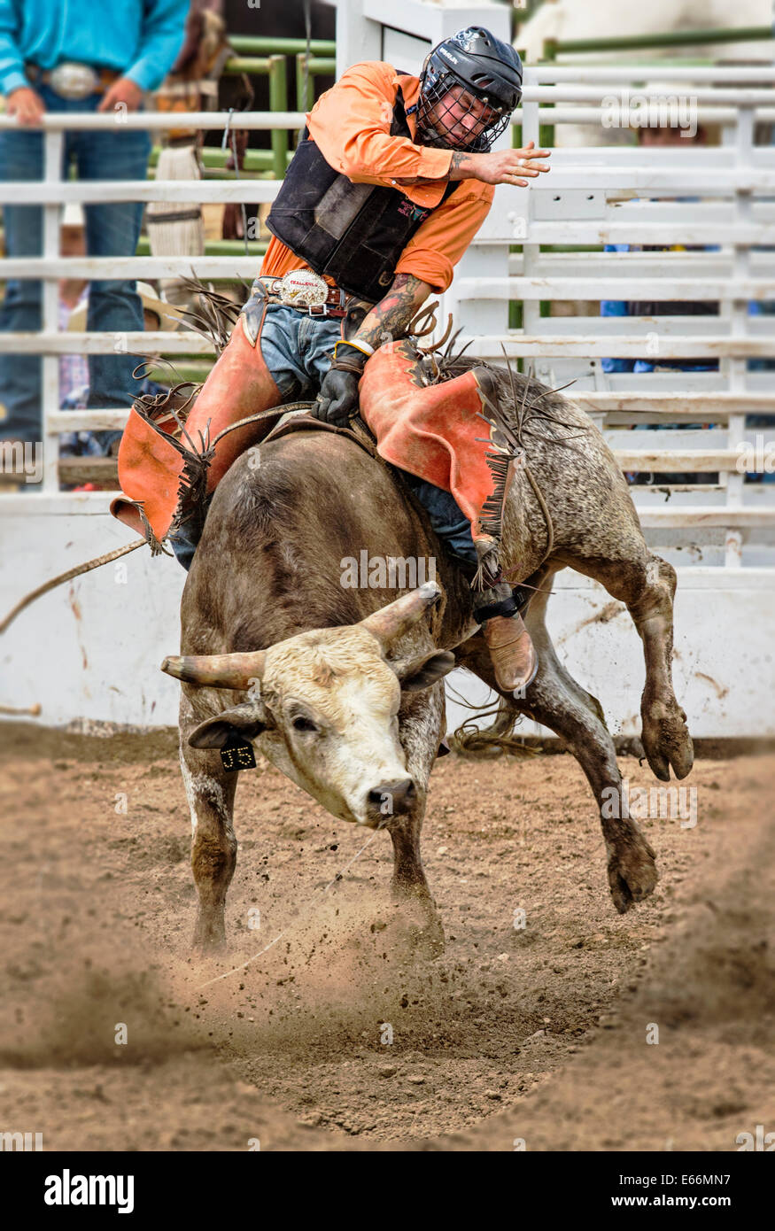 Cowboy riding a steer in the bull riding competition, Chaffee County ...