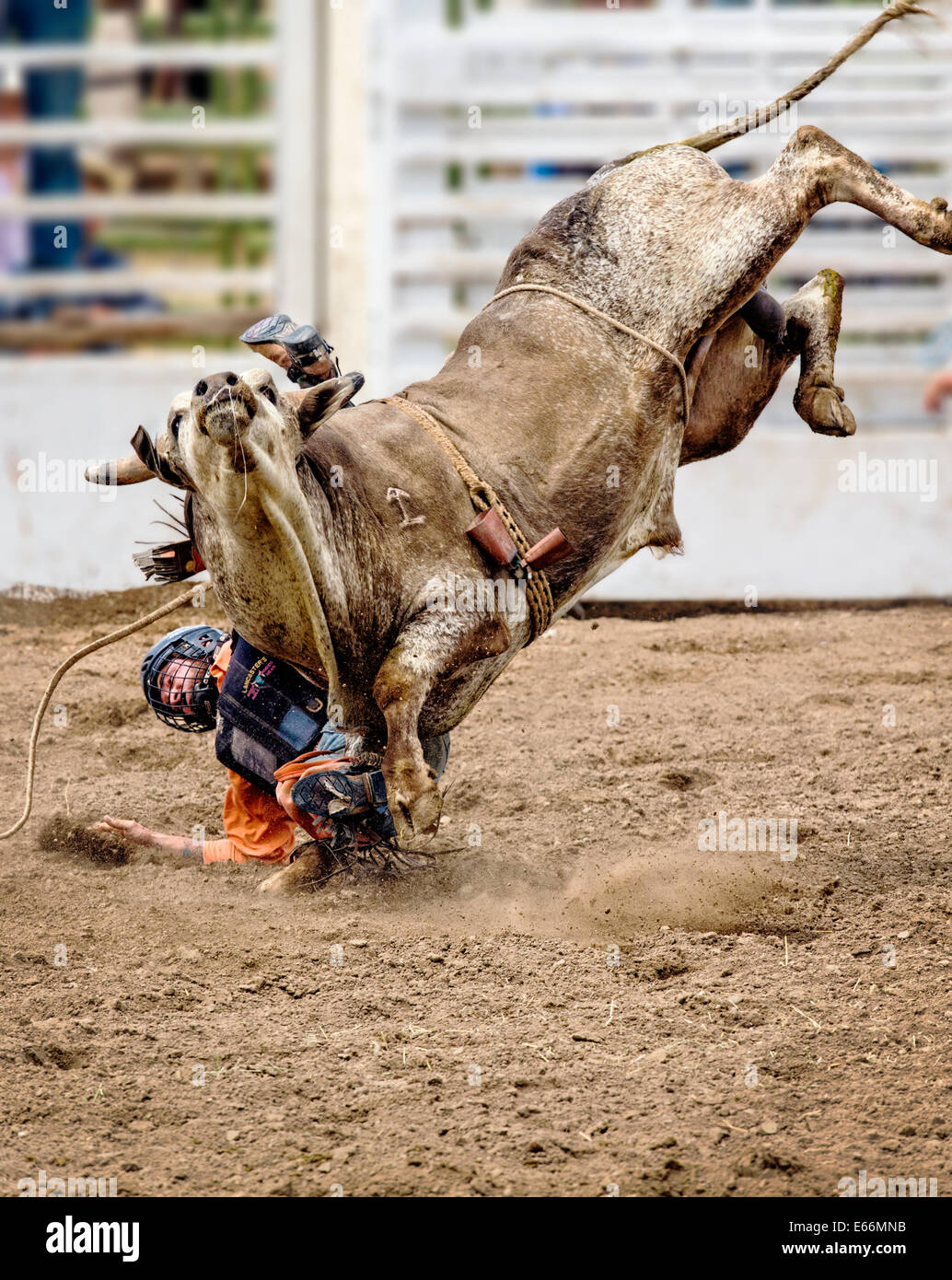 Cowboy riding a steer in the bull riding competition, Chaffee County ...