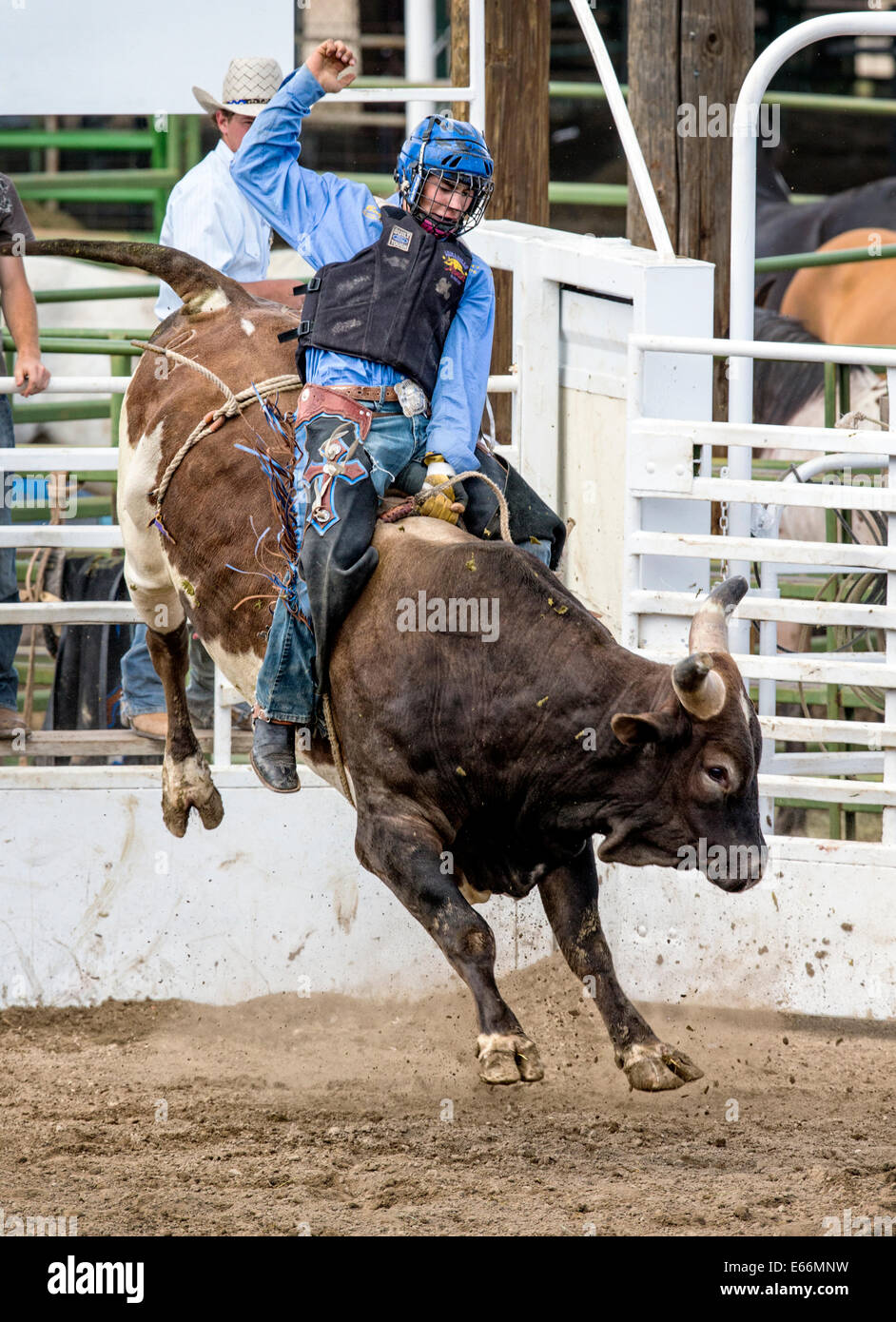 Cowboy riding a steer in the bull riding competition, Chaffee County ...