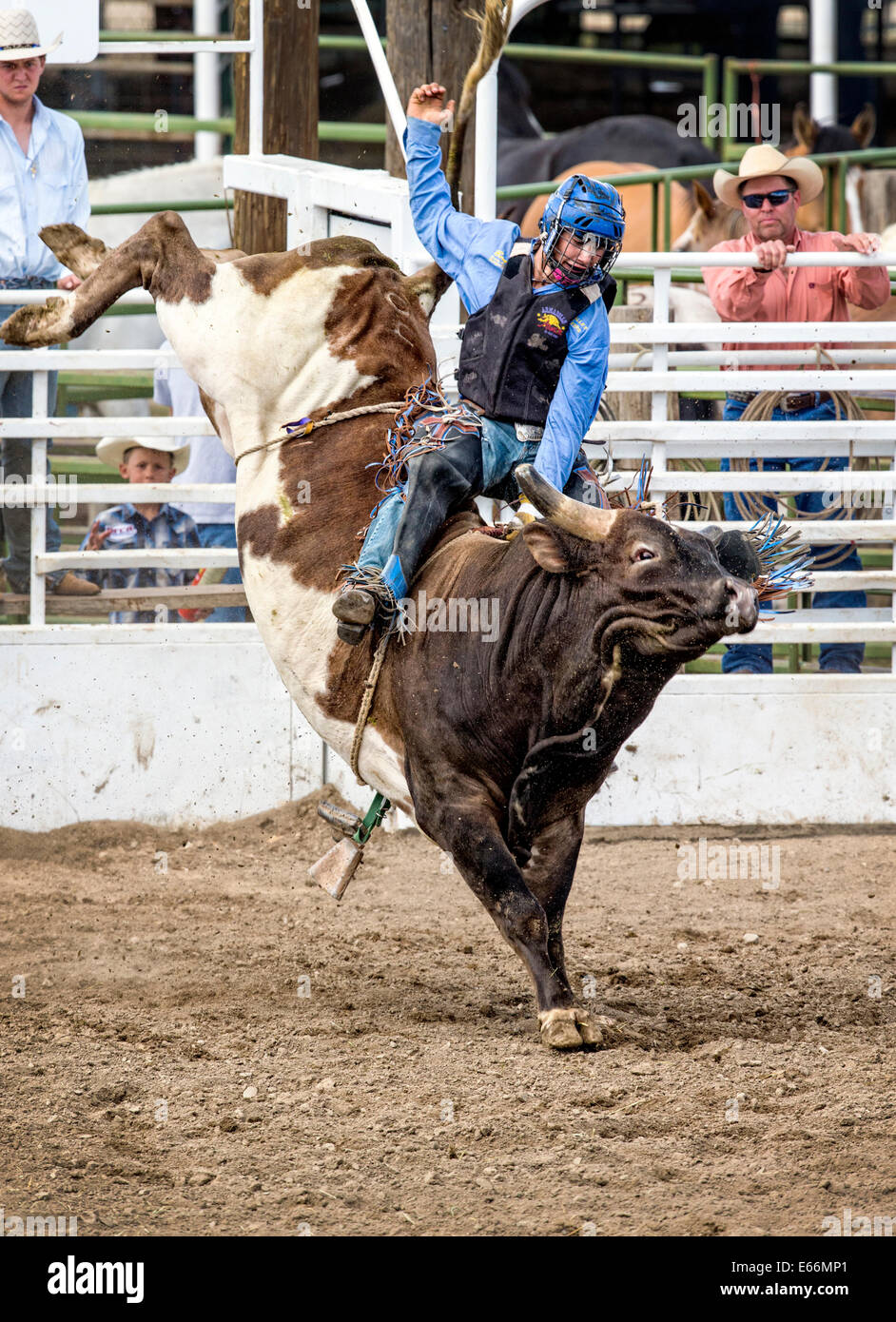 Cowboy riding a steer in the bull riding competition, Chaffee County ...