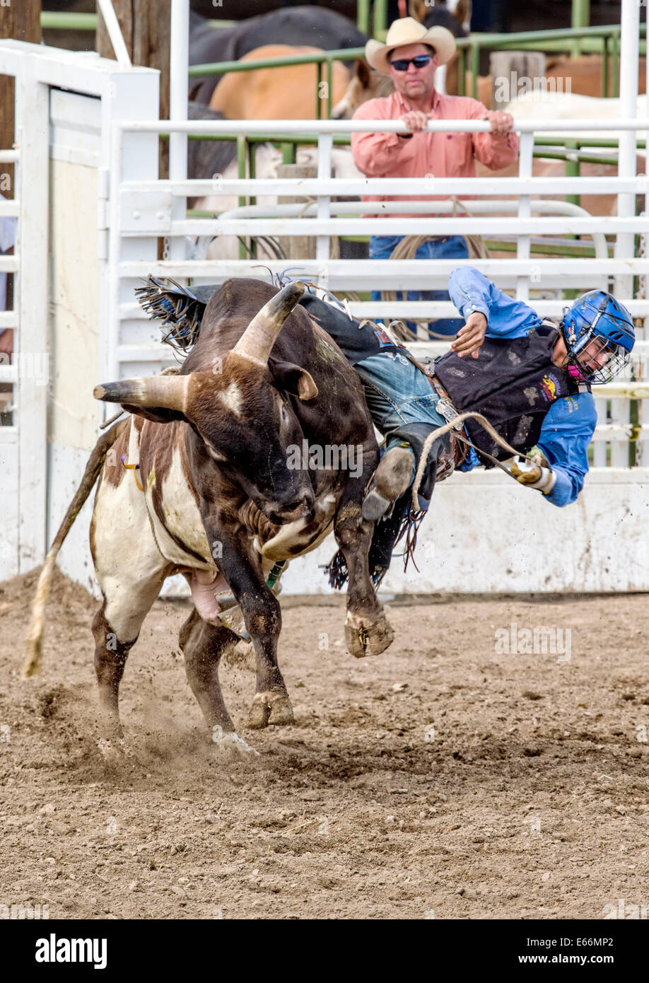 Cowboy riding a steer in the bull riding competition, Chaffee County ...