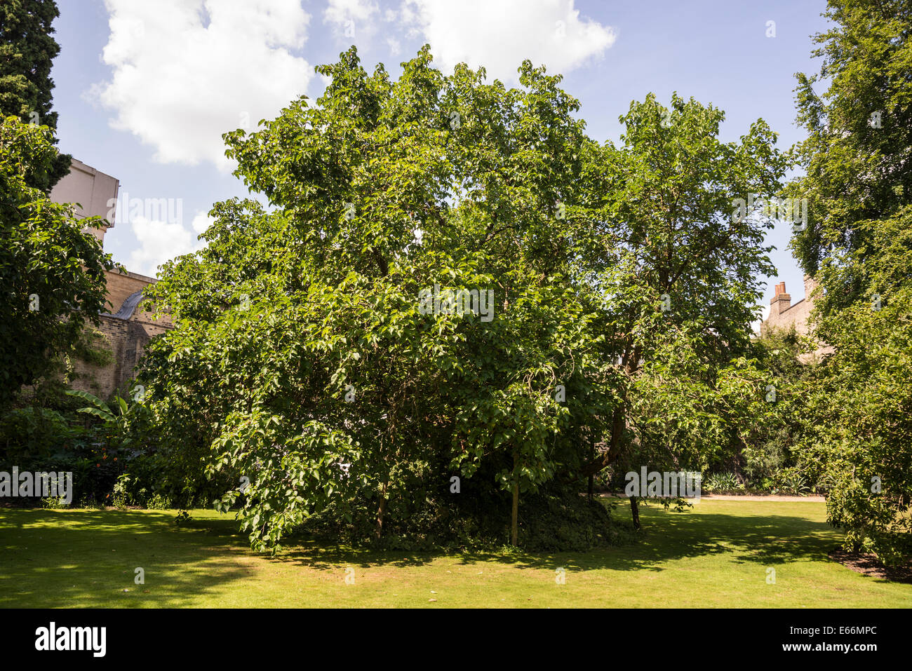 Mulberry tree hi-res stock photography and images - Alamy