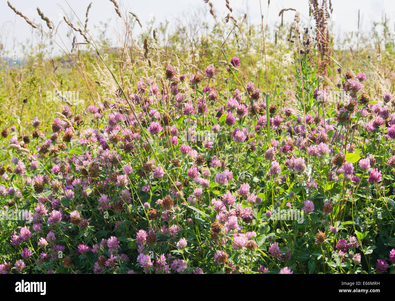 Clover meadow hi-res stock photography and images - Alamy