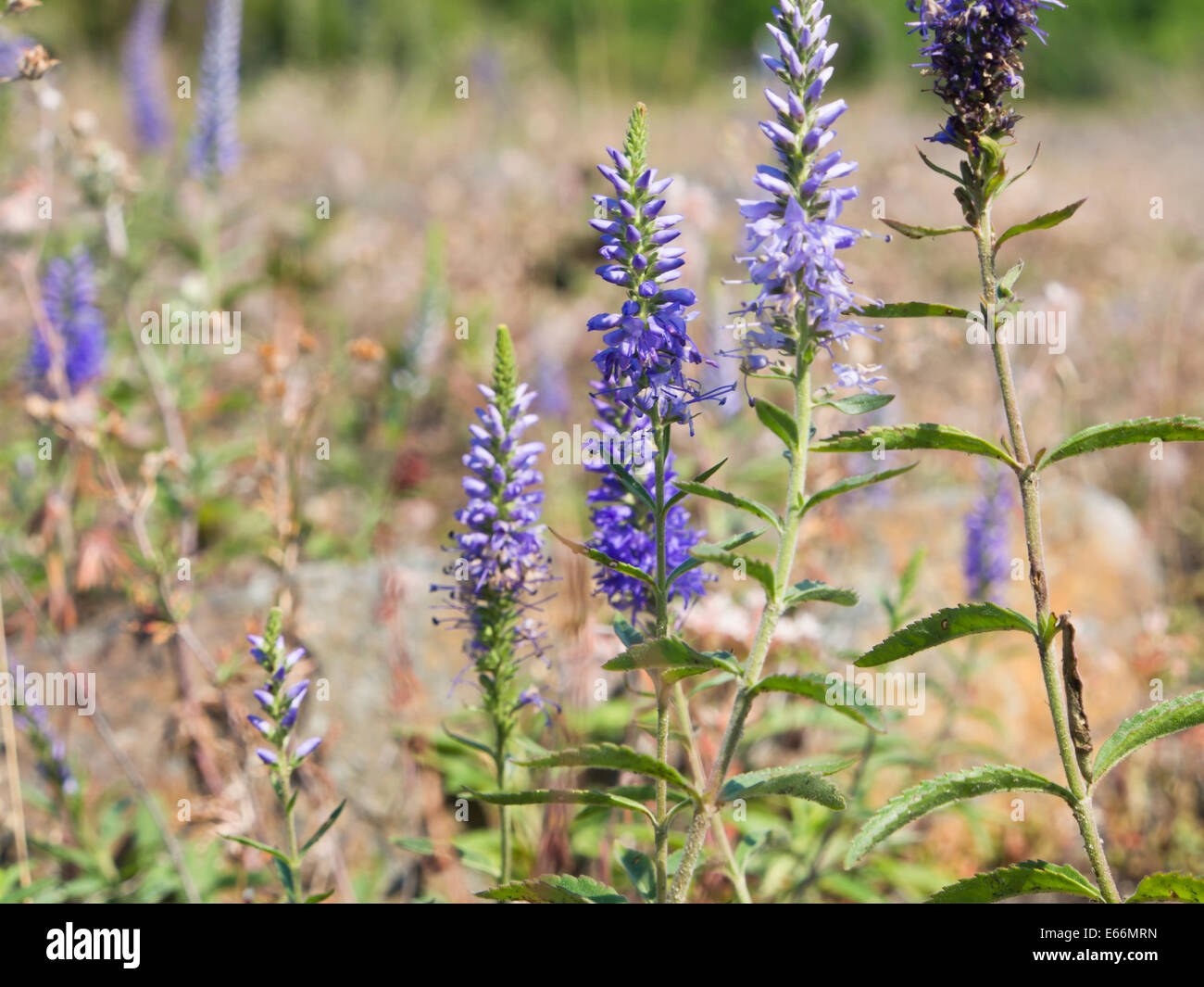 Wild Veronica spicata, spiked speedwell, from Rambergøya Oslo fjord ...