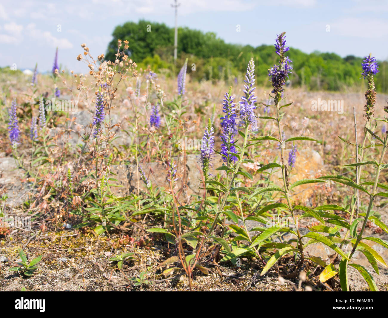 Wild Veronica spicata, spiked speedwell, from Rambergøya Oslo fjord ...
