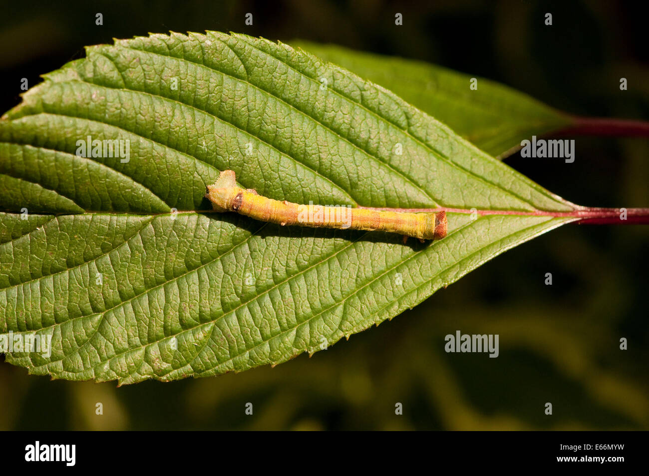 Peppered Moth Caterpillar on Viburnum leaf Stock Photo - Alamy