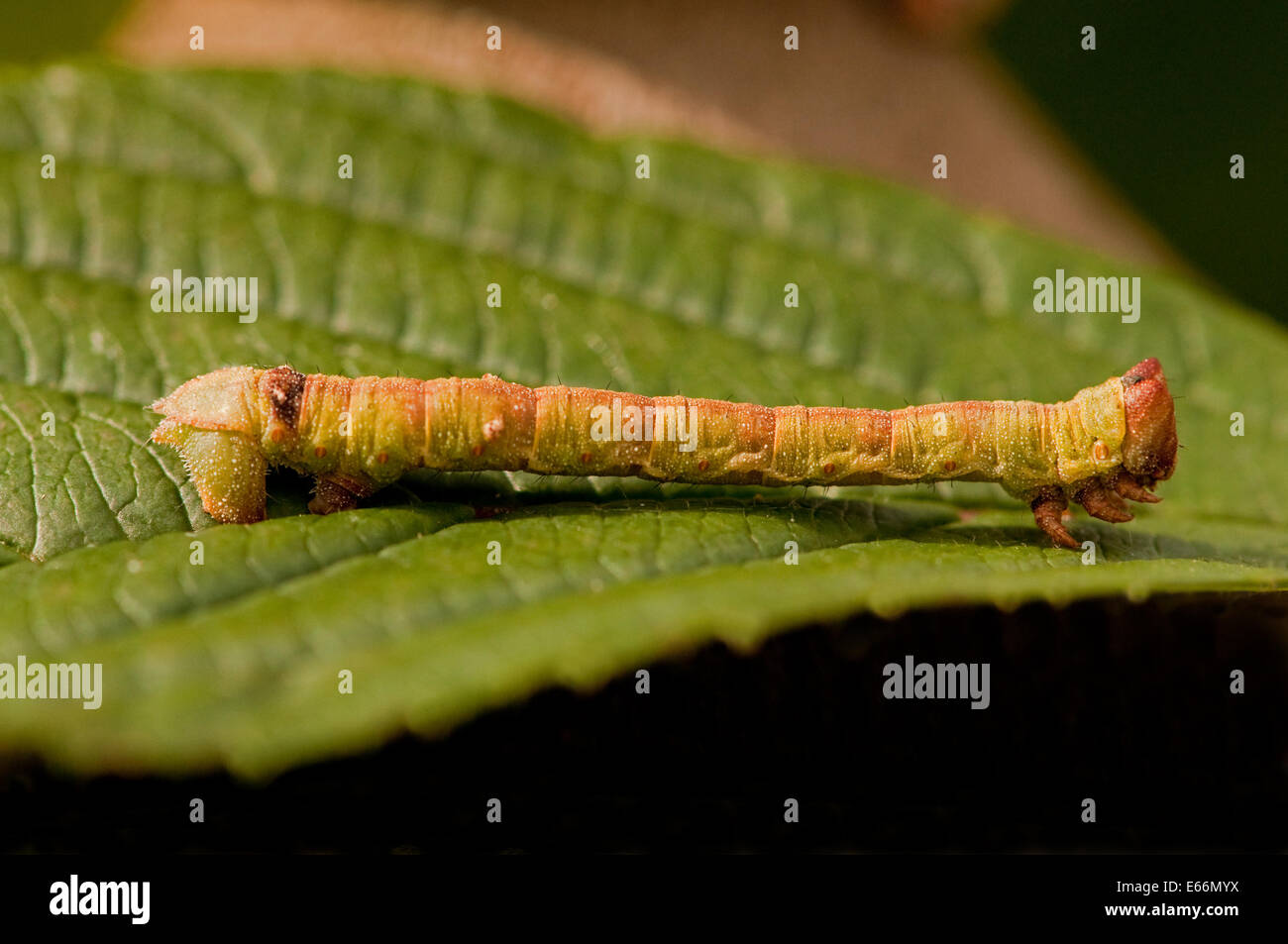 Peppered Moth Caterpillar on Viburnum leaf Stock Photo - Alamy