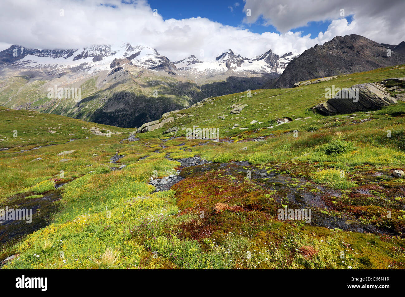 Alpine peat bog in Valsavarenche, The Gran Paradiso massif. Valle d ...