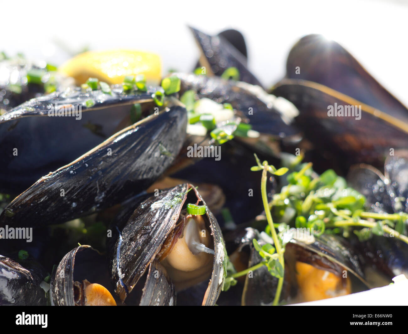 Blue Mussel Mytilus Edulis High Resolution Stock Photography and Images ...