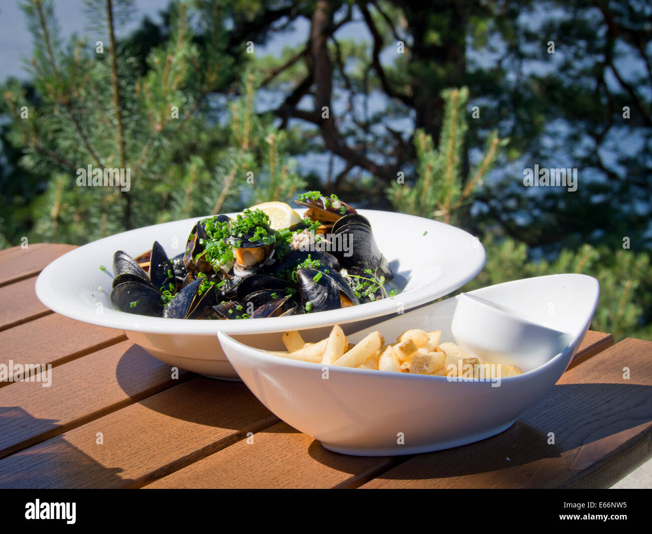 Blue mussel (Mytilus edulis), on a plate with white wine broth, chives ...