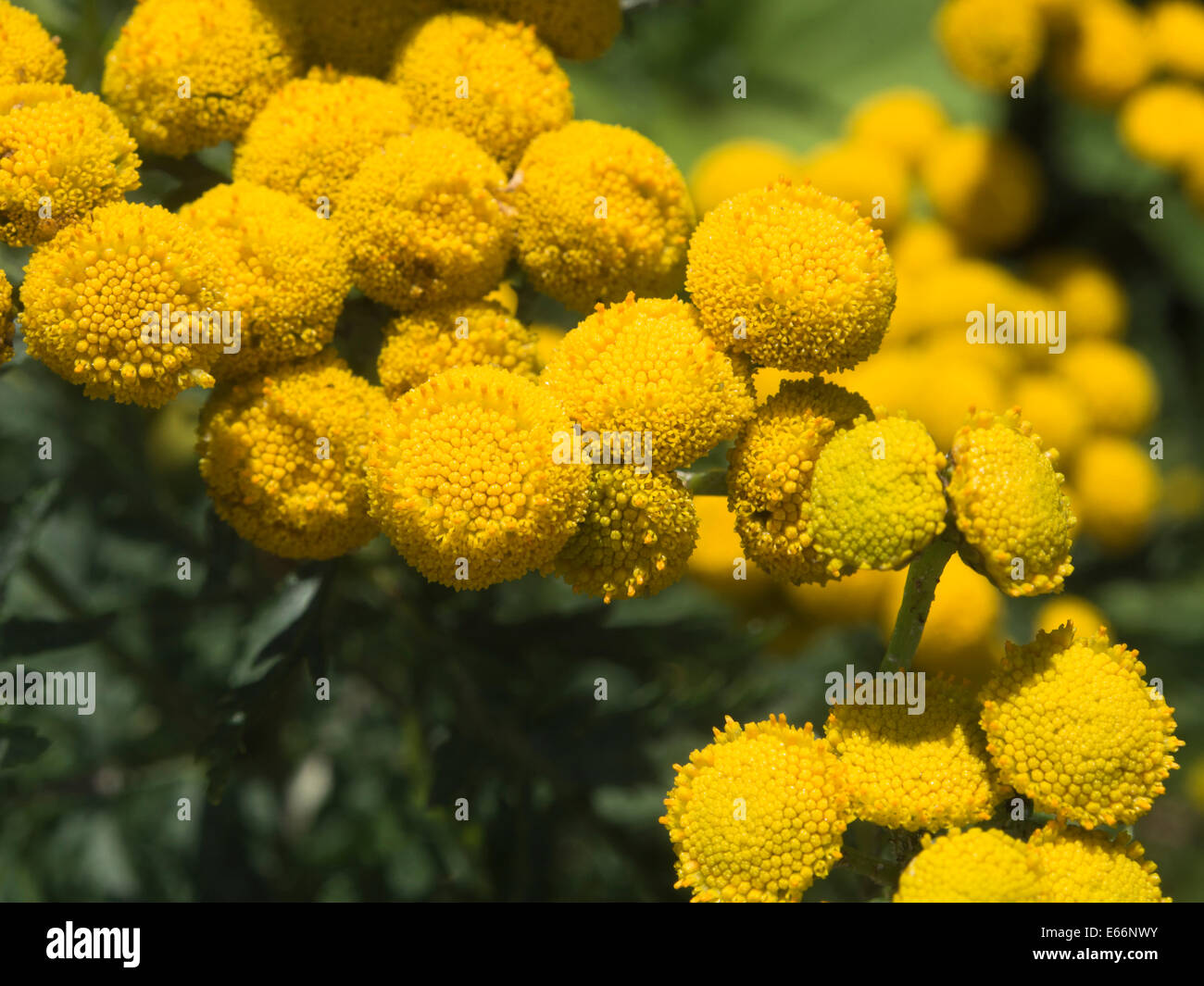 Tansy or Golden Buttons, Tanacetum vulgare, close up of bright yellow ...