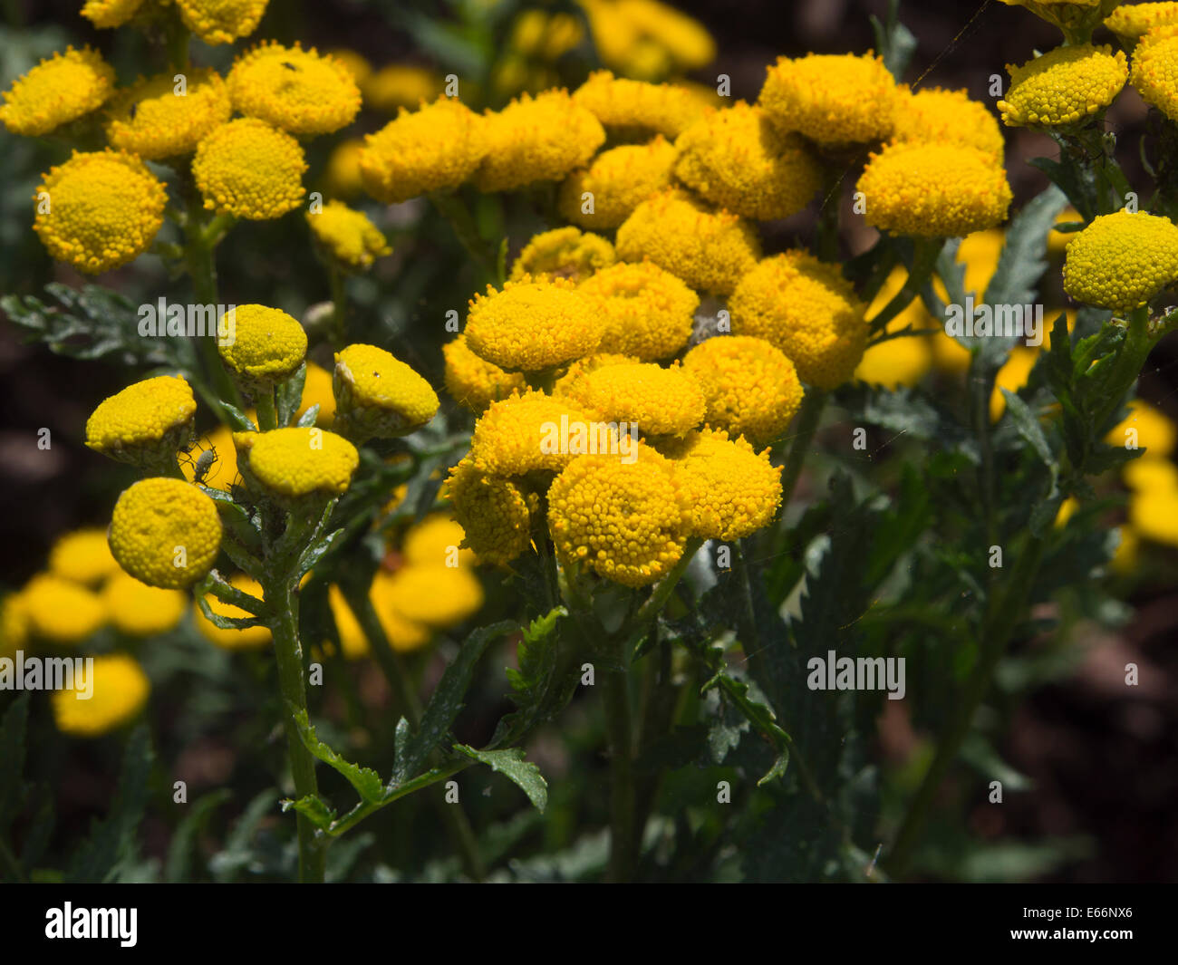 Tansy or Golden Buttons, Tanacetum vulgare, close up of bright yellow ...