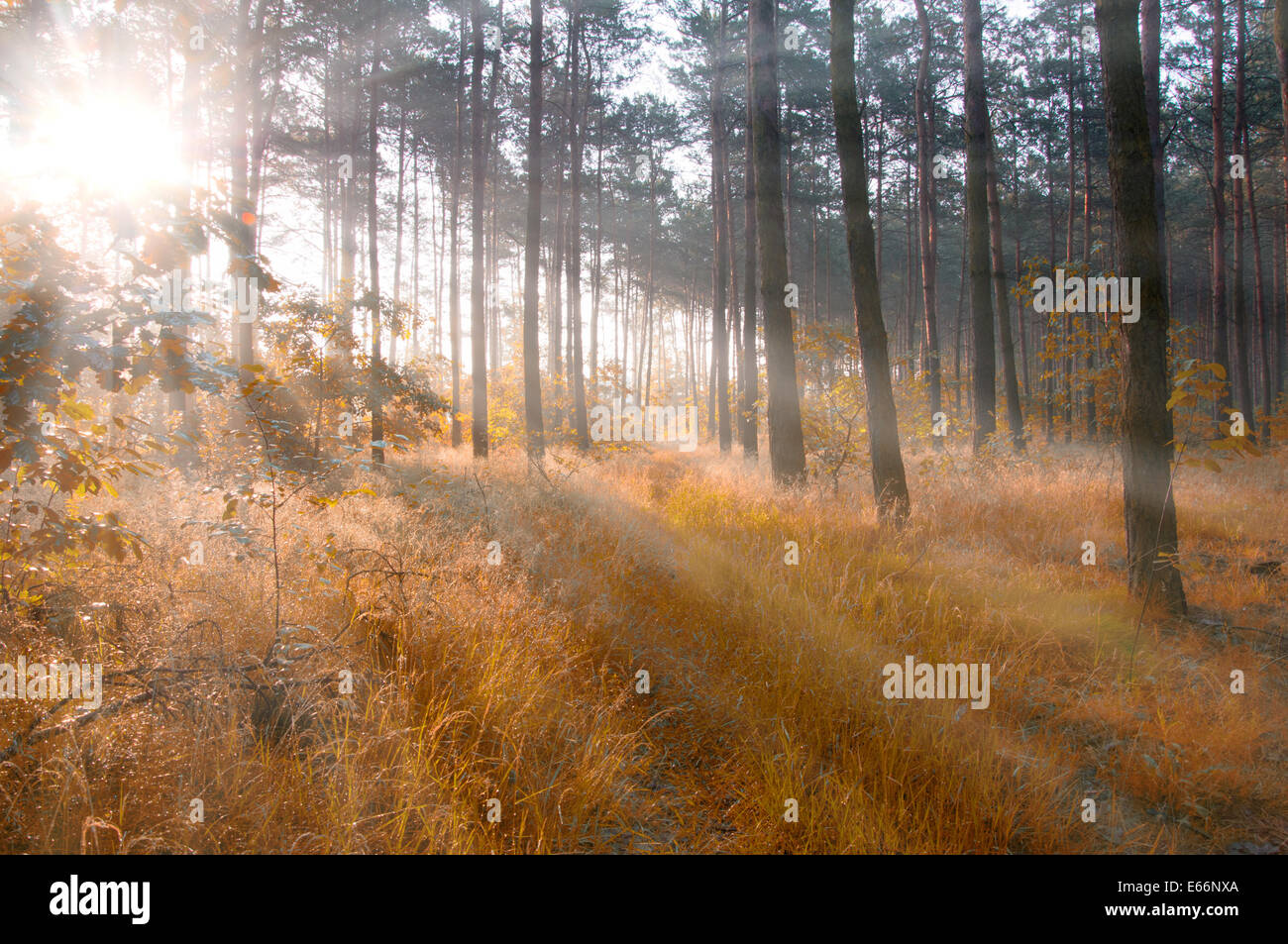 forest in the morning - sun rays breaking through the branches Stock ...