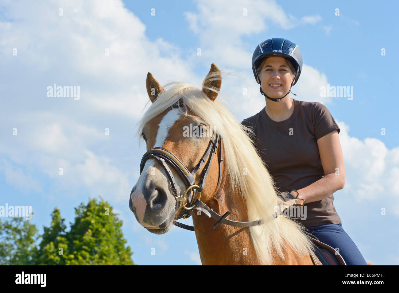 Young rider on Haflinger horse Stock Photo - Alamy